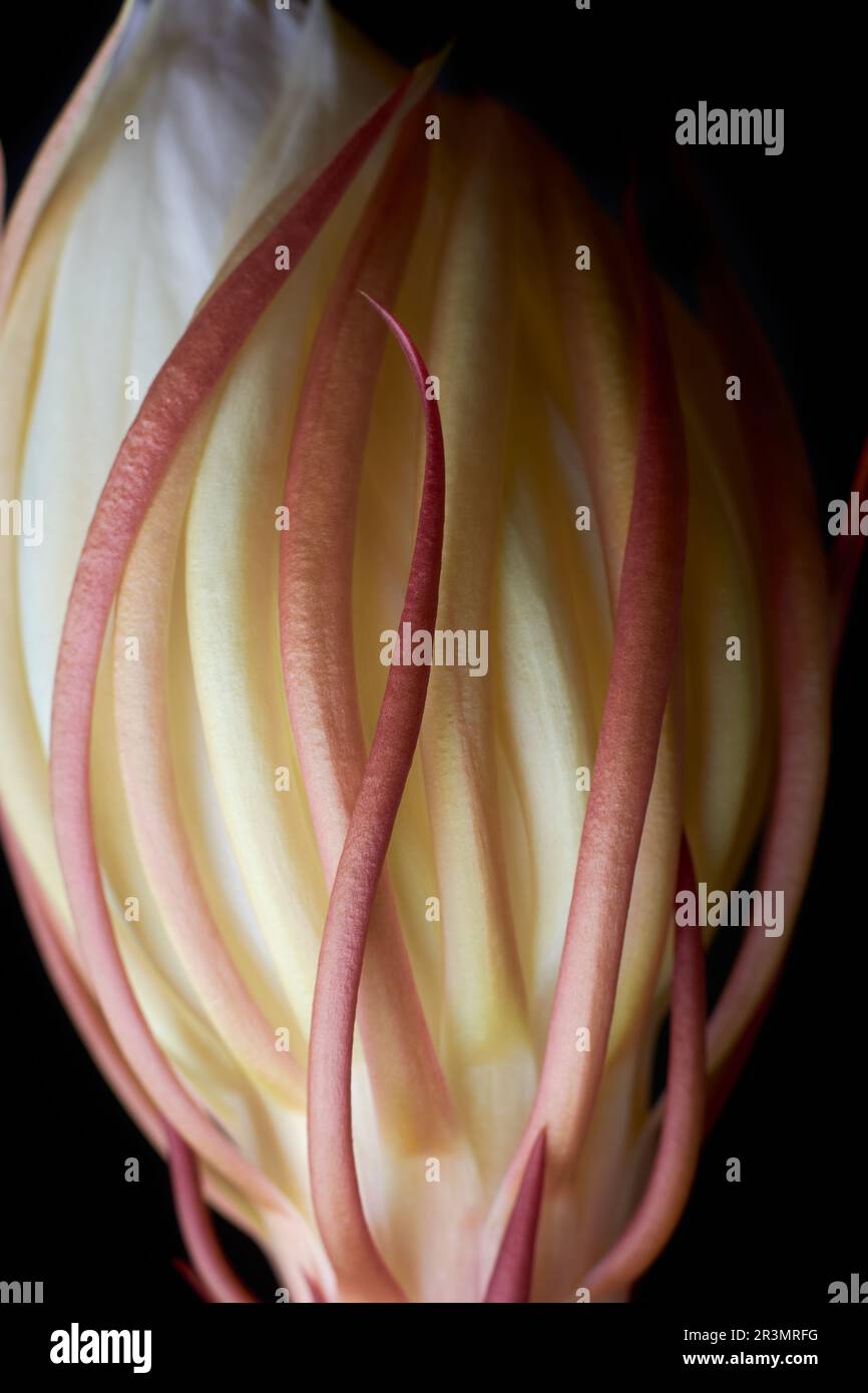 close-up macro view of night-blooming cereus flower bud about to bloom ...