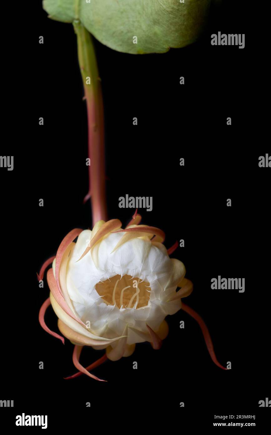 front view of night-blooming cereus flower bud about to bloom isolated ...