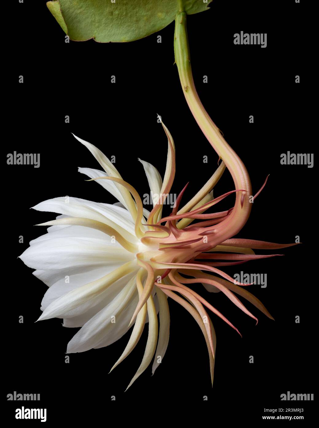 rear view of night-blooming cereus flower isolated on black background ...