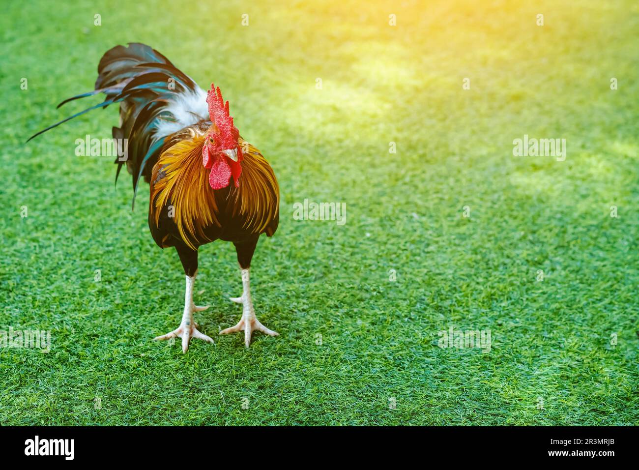 Beautiful domestic red rooster standing and grazing on the artificial ...