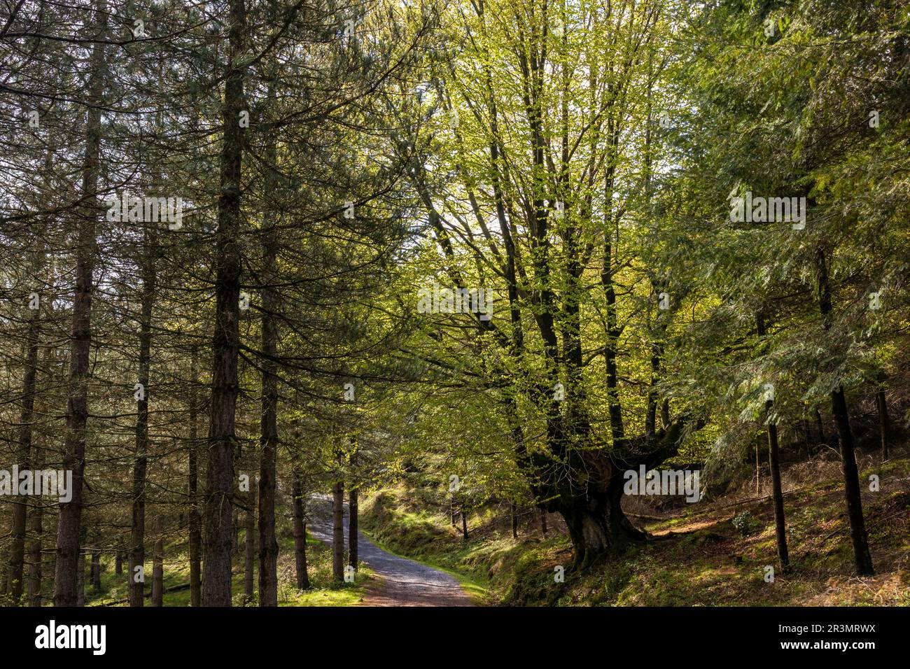 Exploring the Enchanting Beech Forest in the Basque Country Stock Photo ...