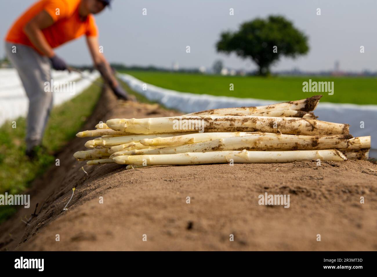 Agricultural asparagus harvest Stock Photo - Alamy