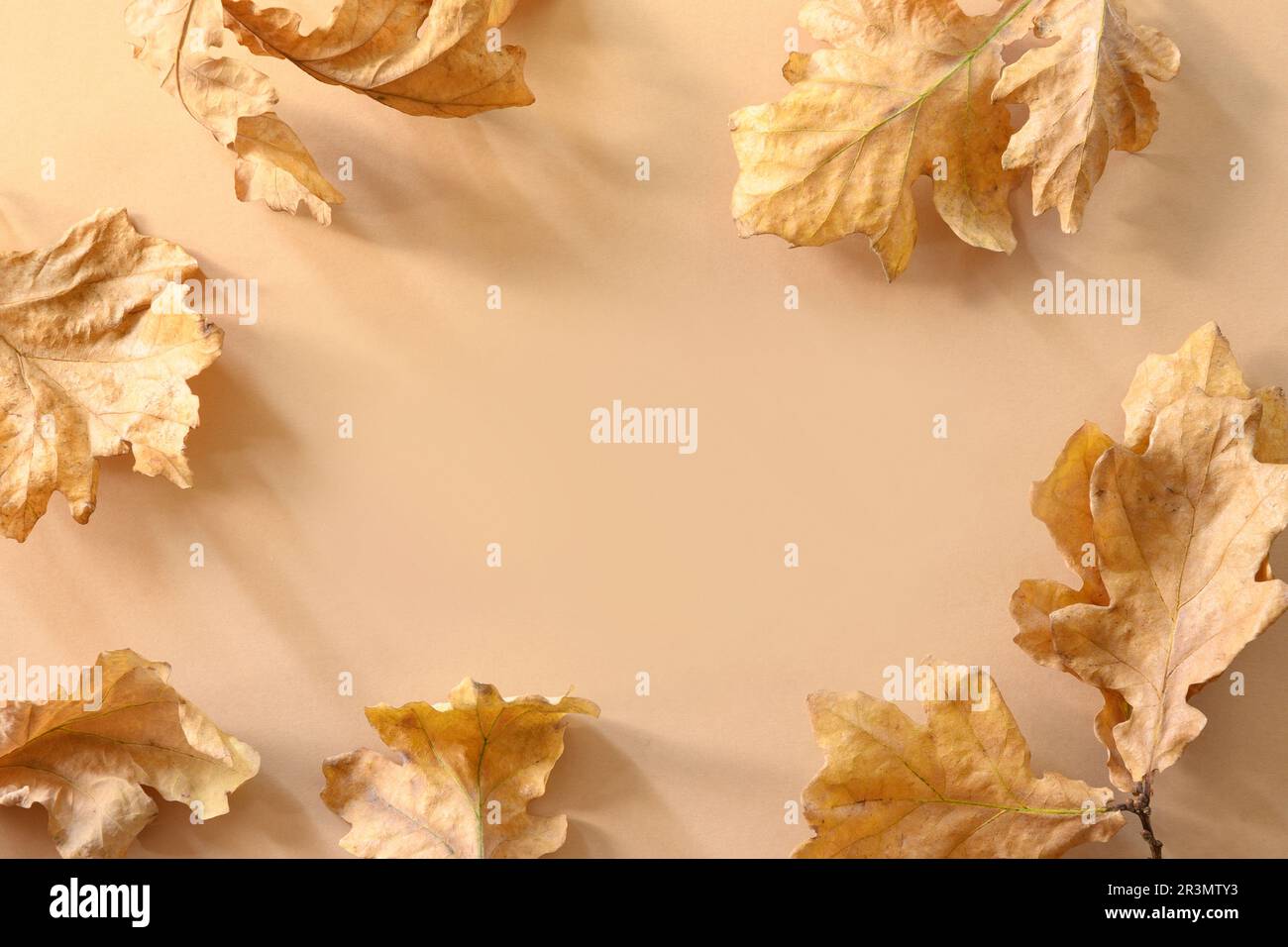 Autumn and golden oak leaves as border with sunny shadow. Fall ...