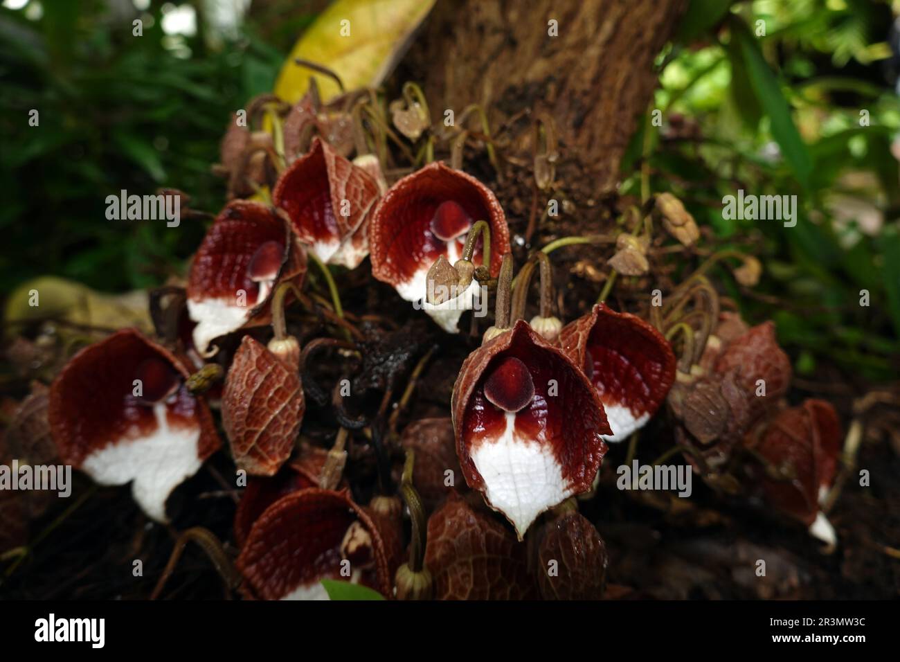 Arborescent pipe flower (Aristolochia arborea Stock Photo - Alamy