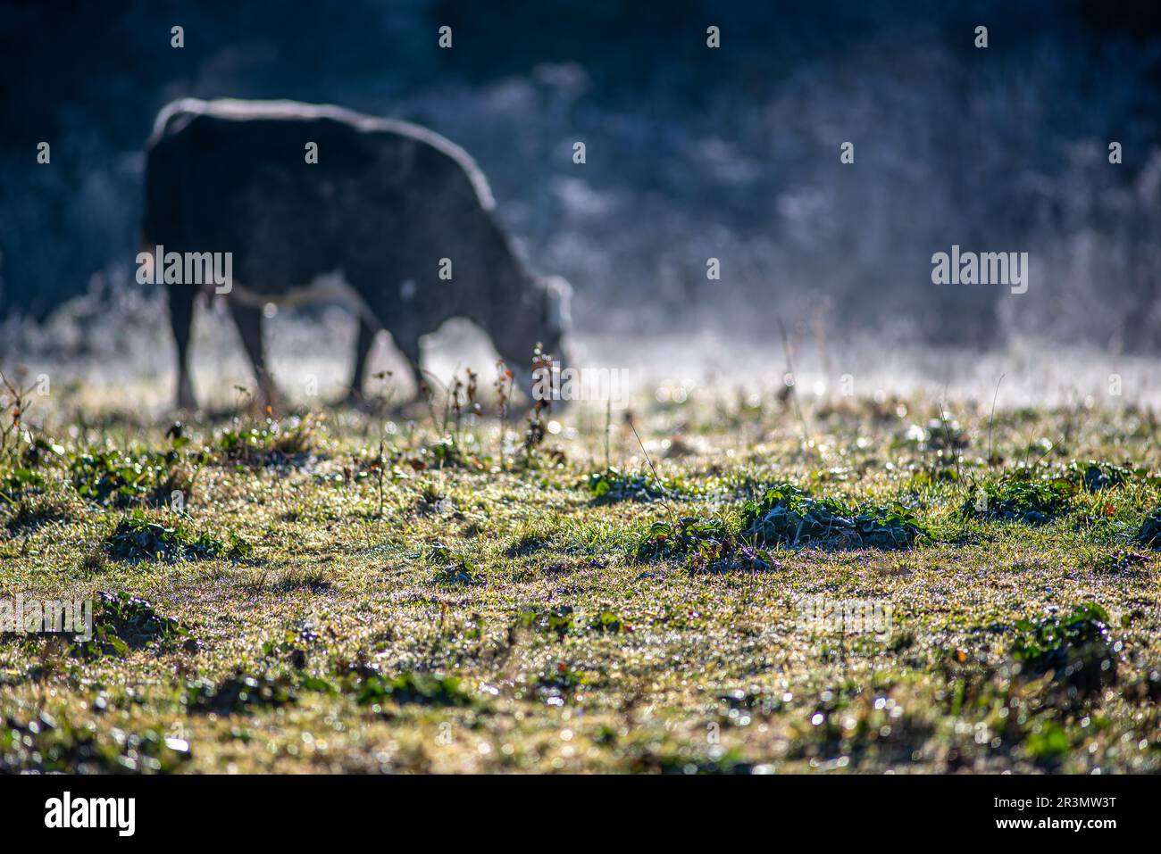 Morning feeding of cows hi-res stock photography and images - Alamy