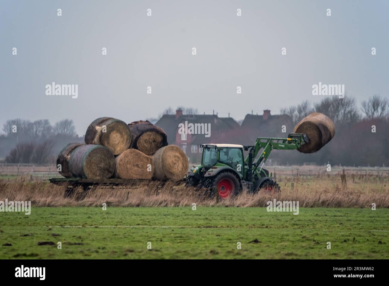 Grasfla chen hi-res stock photography and images - Alamy