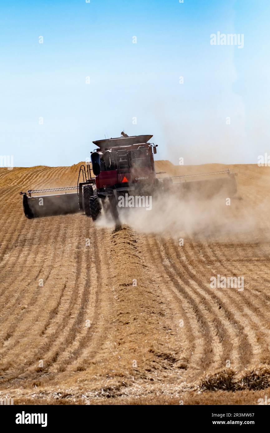 harvesting crops on palouse washington wheat fields in summer Stock ...