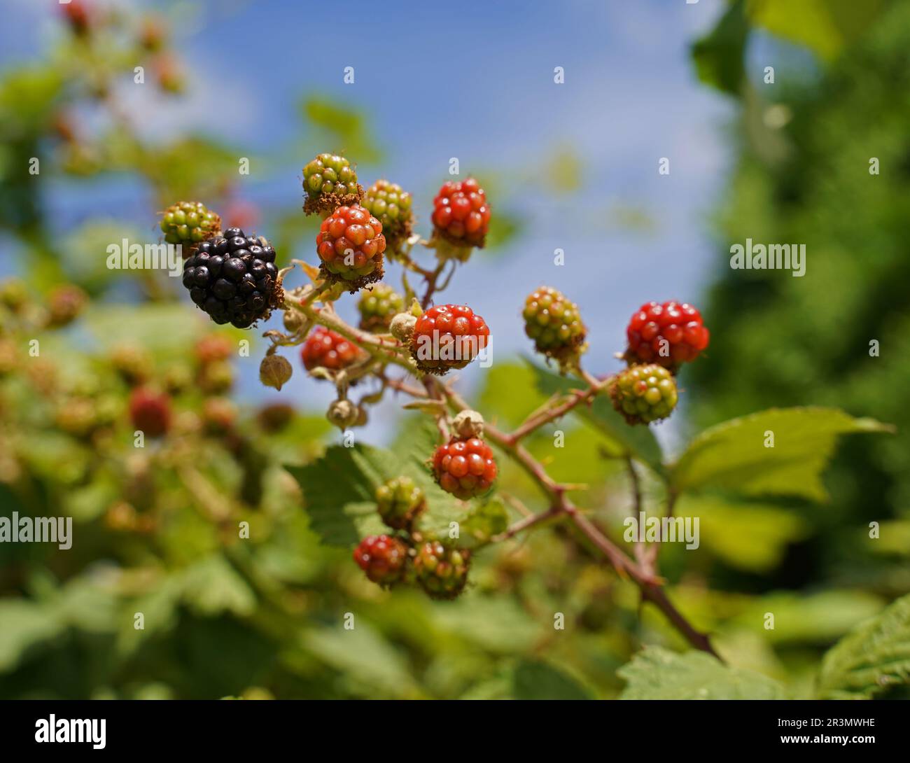 Fruits field hi-res stock photography and images - Alamy