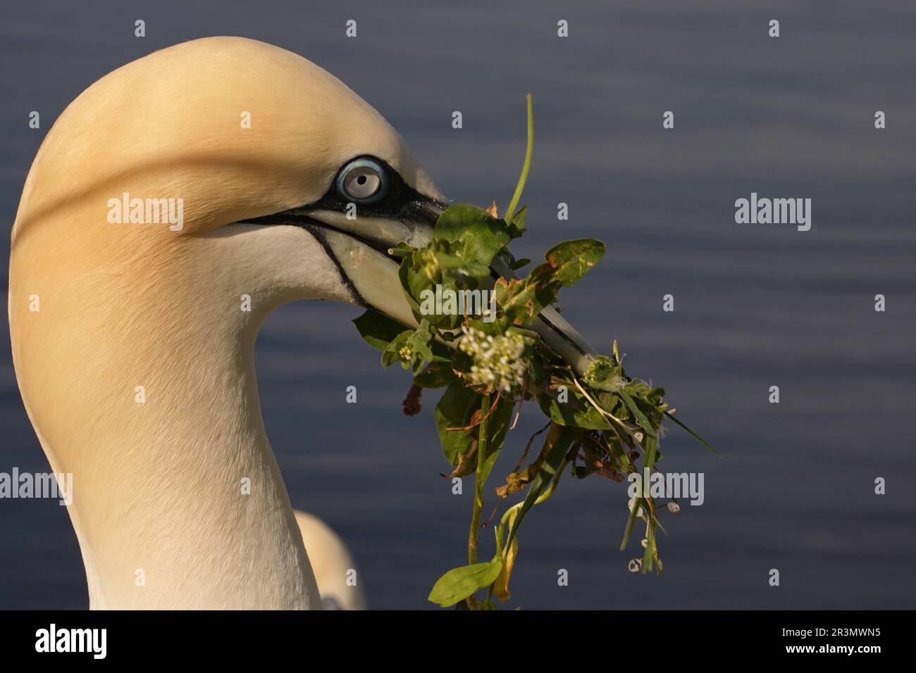 Breeding material hi-res stock photography and images - Alamy