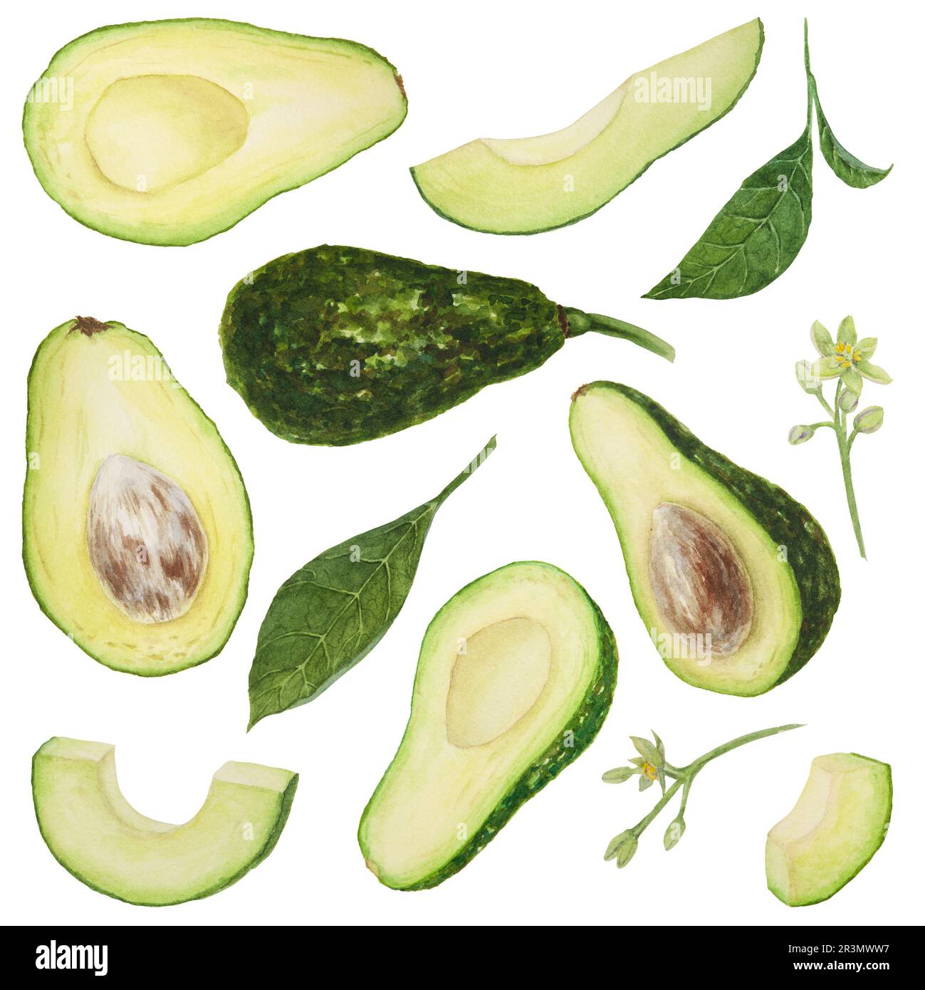 Set of avocado with leaves and flowers watercolor hand drawn realistic ...