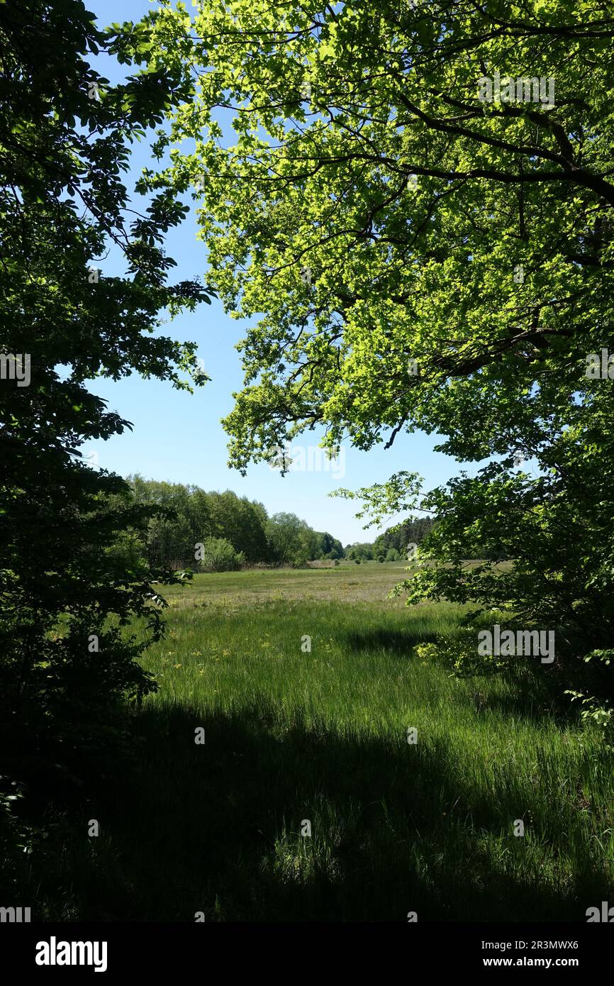 Edge of the forest Stock Photo - Alamy