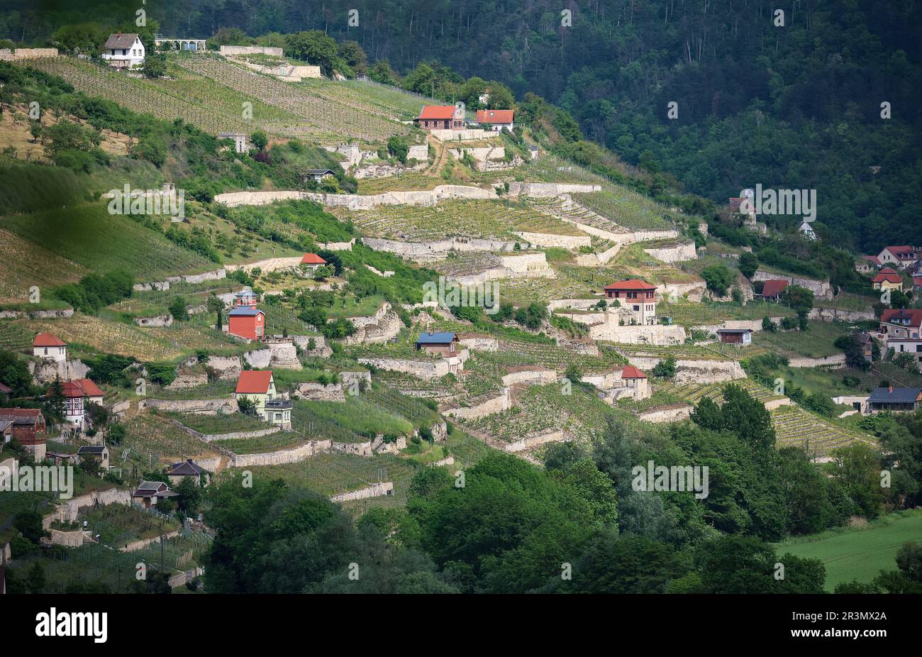 Zscheiplitz, Germany. 24th May, 2023. View of the vineyards on the ...
