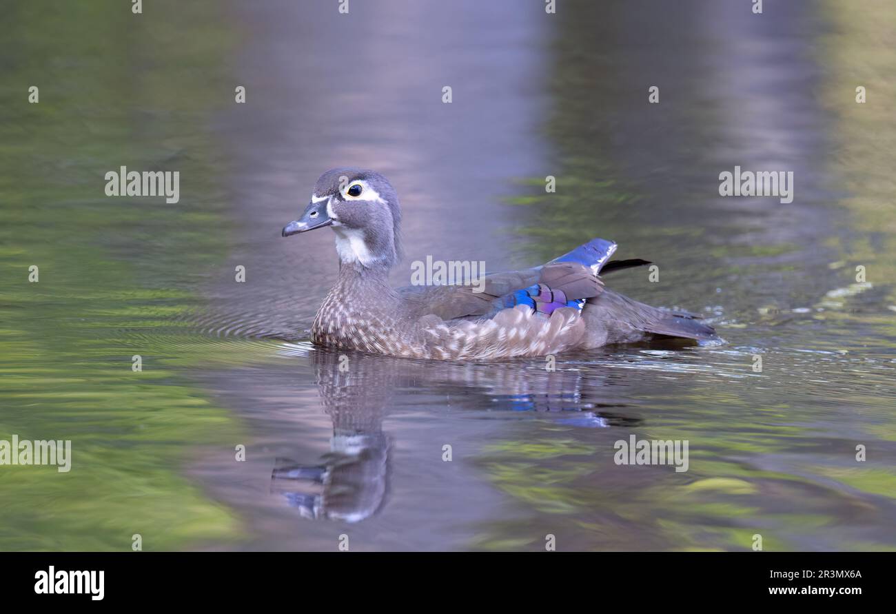 Closeup of a Wood duck female (Aix sponsa) swimming on a lake in Ottawa ...