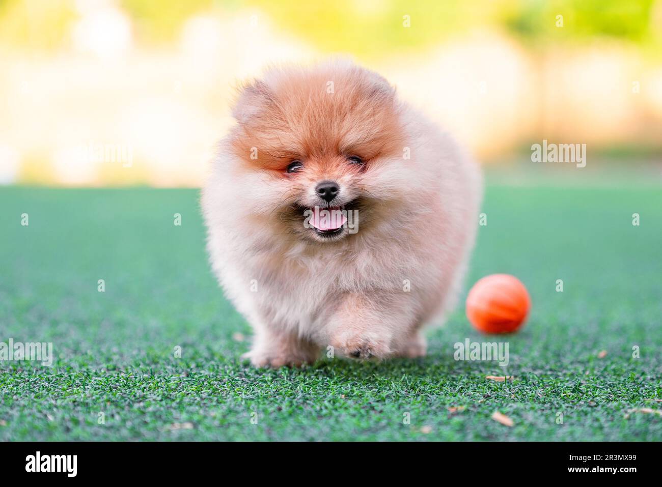 Happy Pomeranian puppy runs across an artificial lawn on a sunny day ...