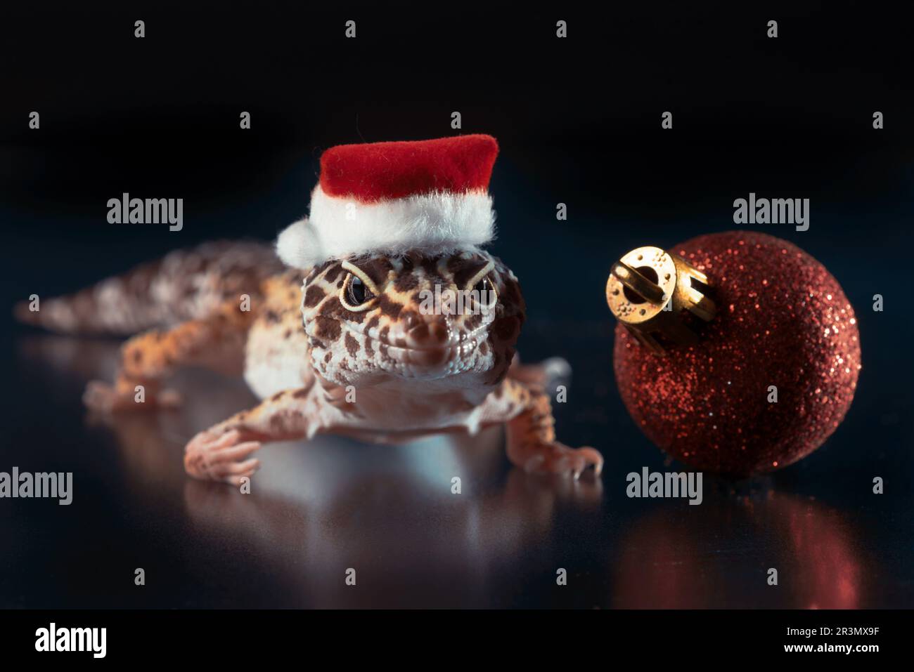 Lizard eublefar in a Santa hat on a black background with a small red ...