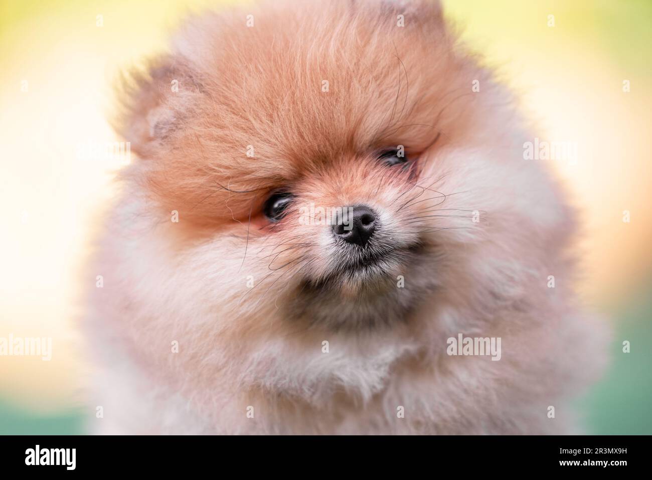 Pomeranian face hi-res stock photography and images - Alamy