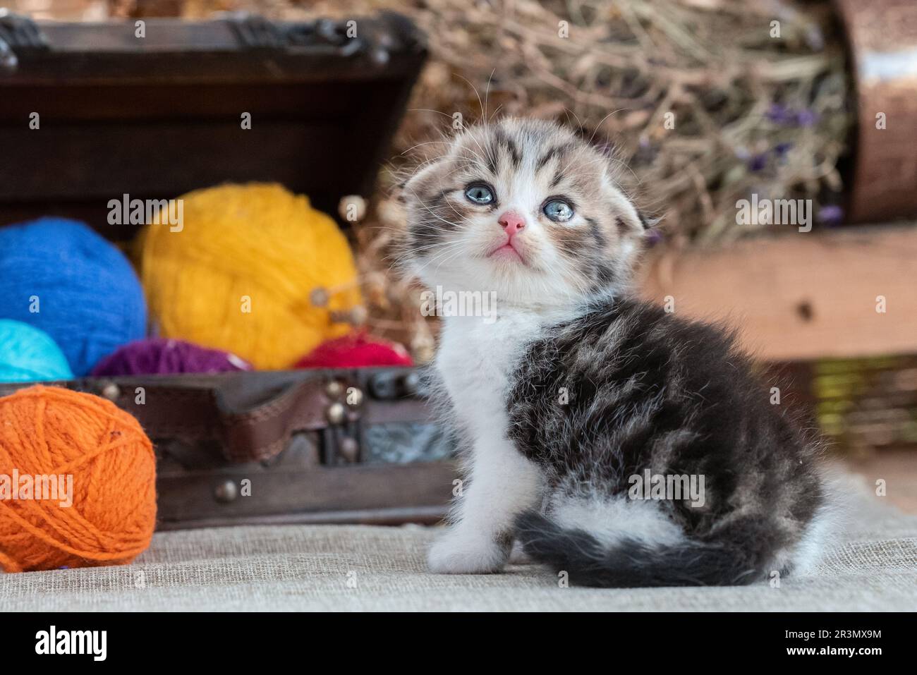 Scottish fold tabby kitten near decorative dower chest with ...