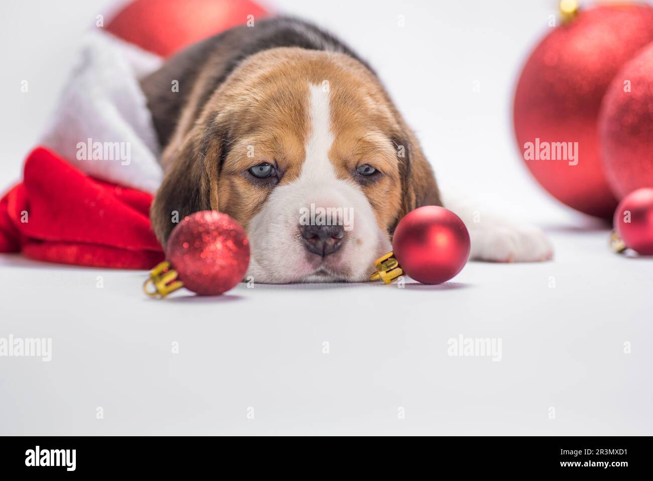 Red Beagle Puppy