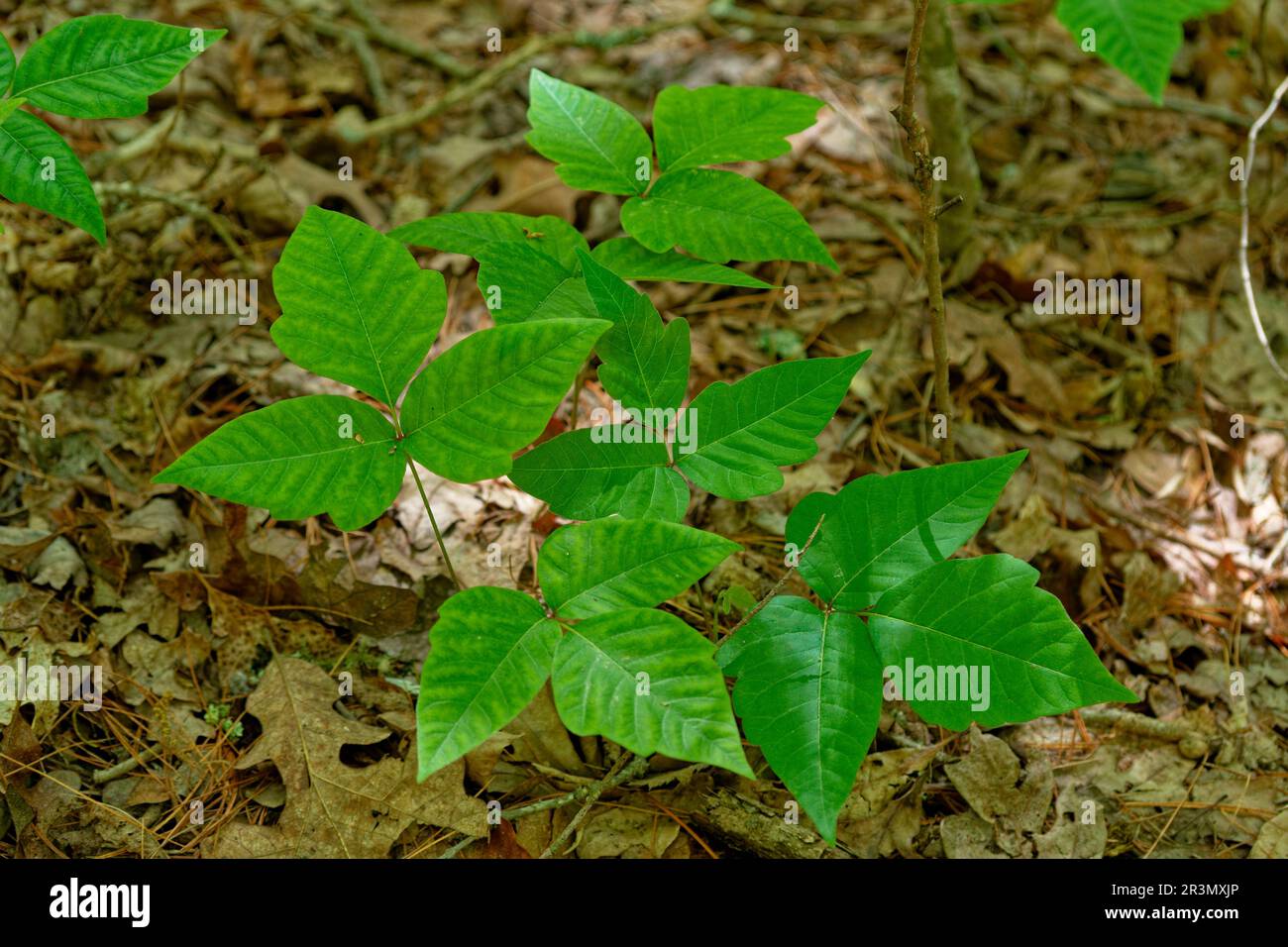 Bright green leaves of three newly emerged poison ivy growing together ...