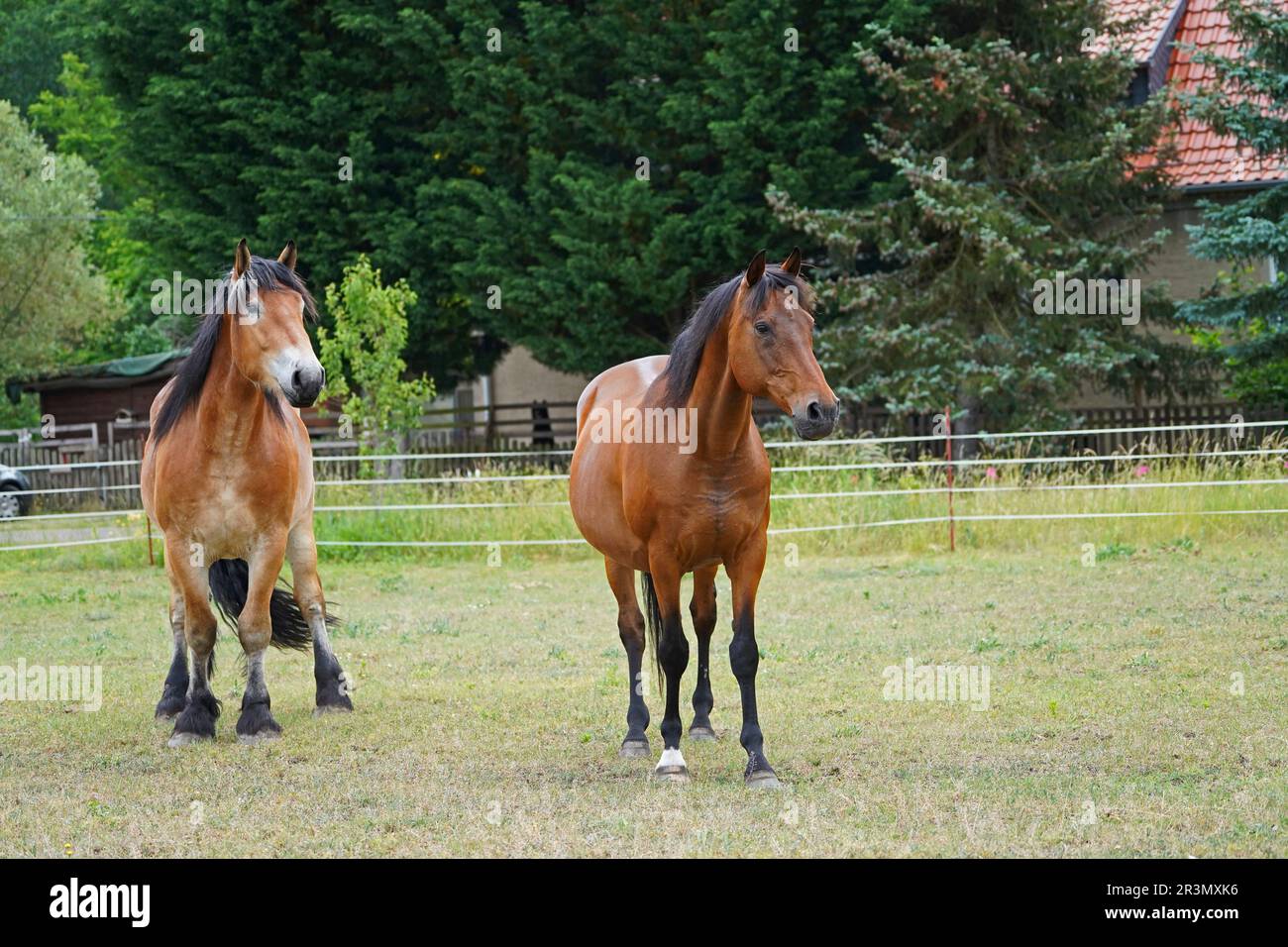 Trakehner Feldmeyer and Rhenish German Coldblood Enzo at pasture Stock ...
