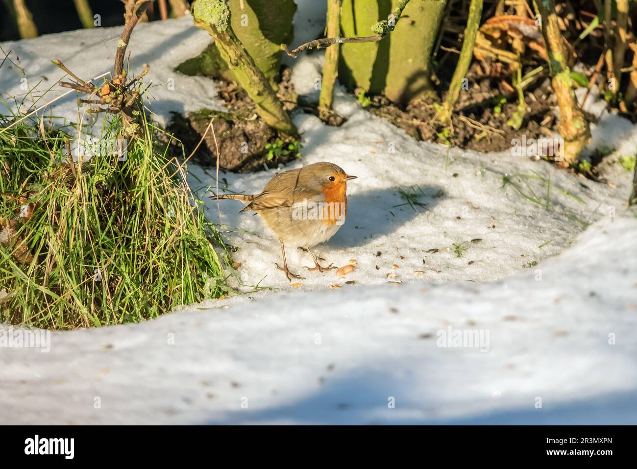 Robin foraging in garden hi-res stock photography and images - Alamy