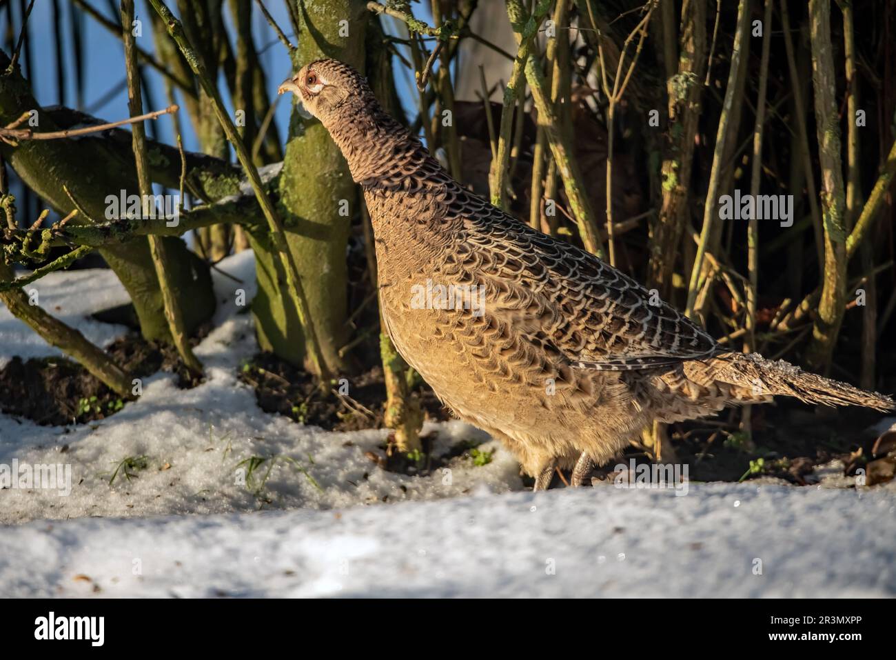 Hen body hi-res stock photography and images - Alamy