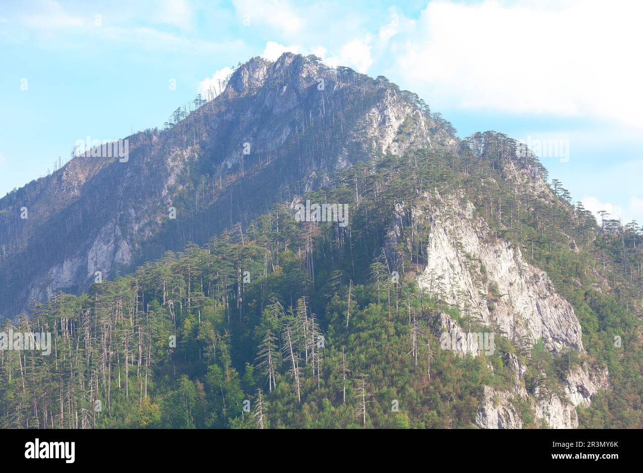 Coniferous forest growing on the rocky mountain . Scenic mountain peak ...