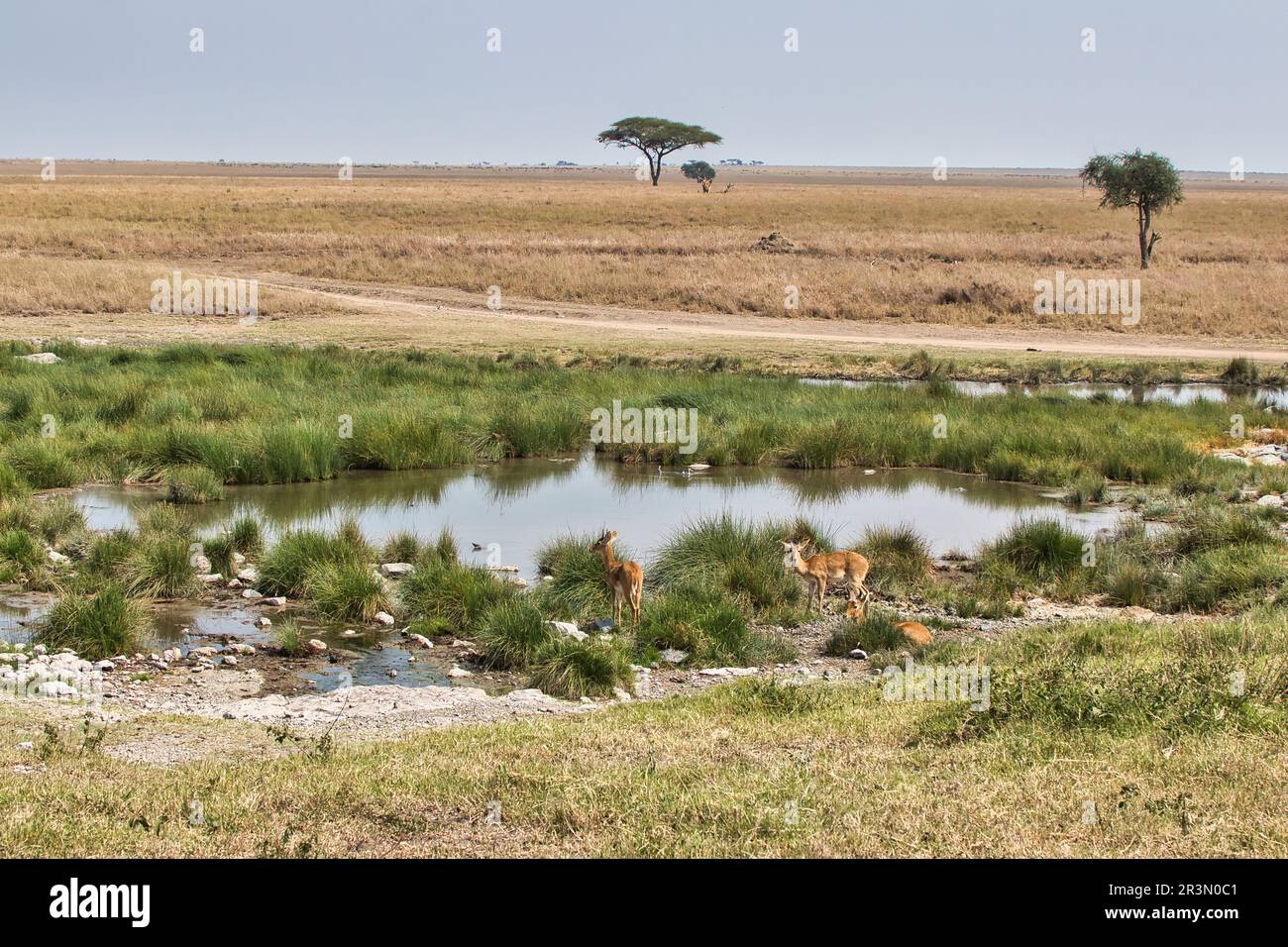 Rare Oribi Antelopes at waterhole in Serengeti National Park, Tanzania ...