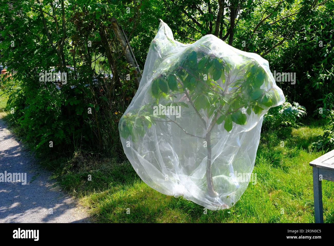 Cherry Tree Net
