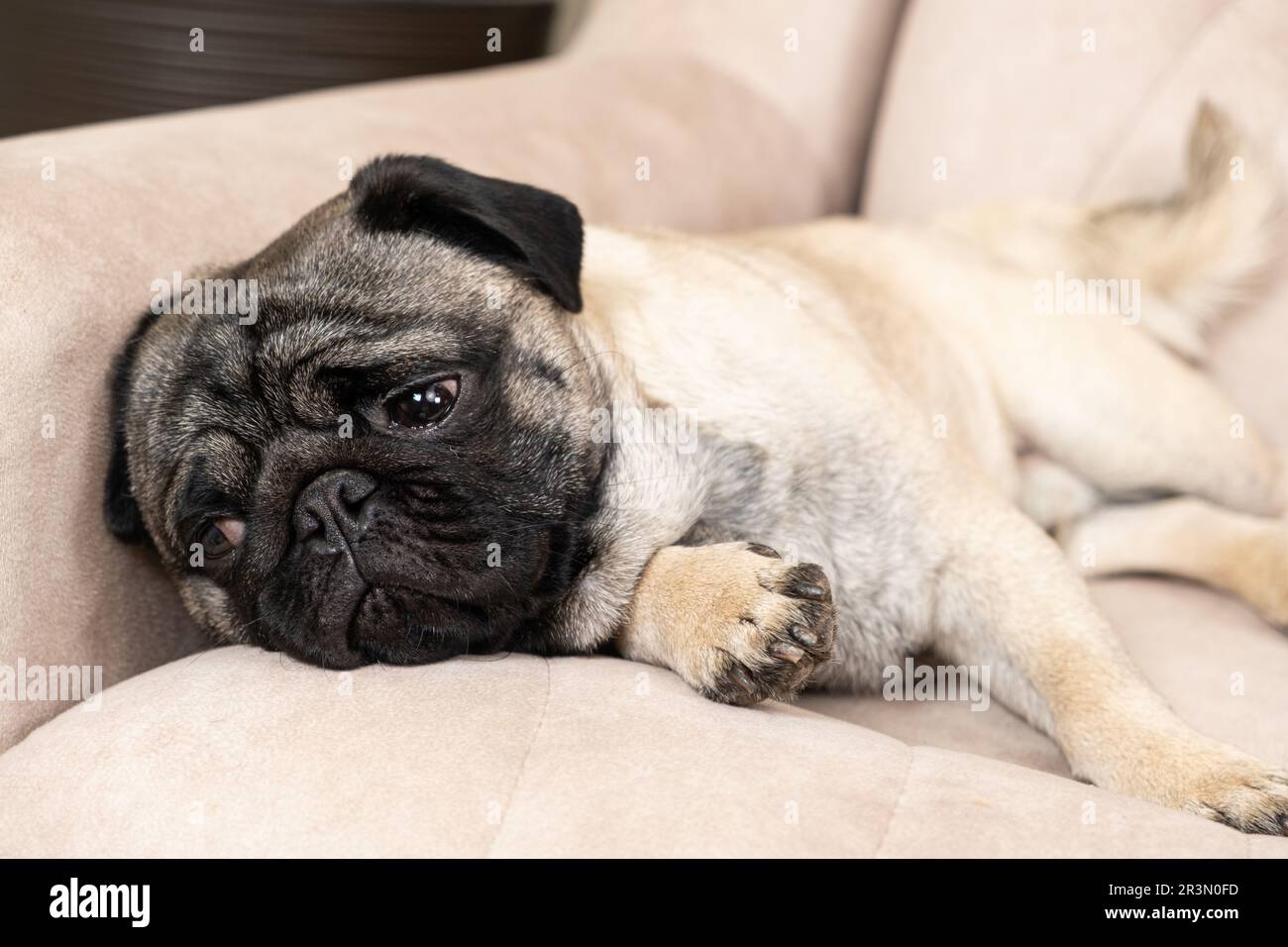 How Do You Look After A Puppy Pug