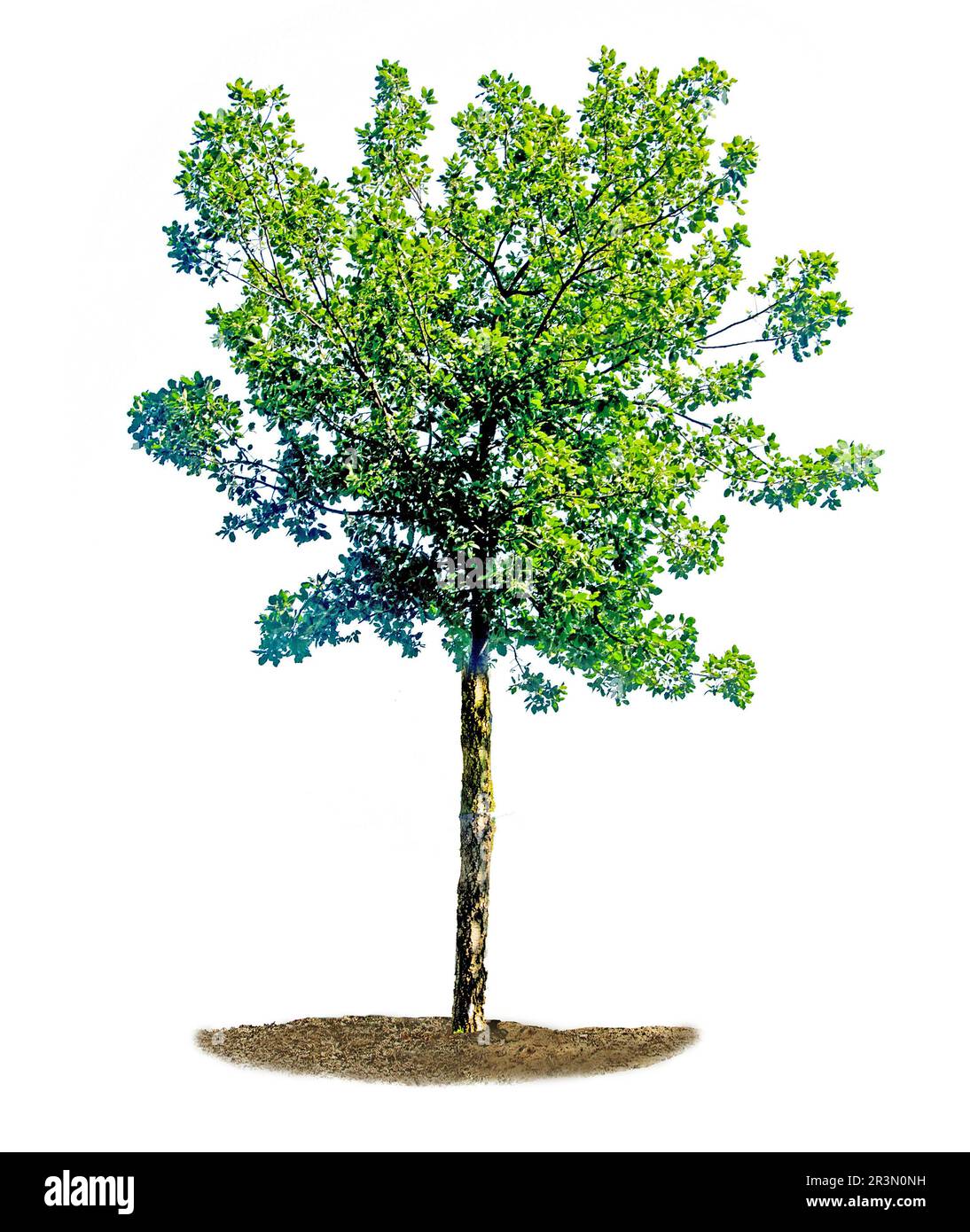 Tree isolated on white background Stock Photo - Alamy