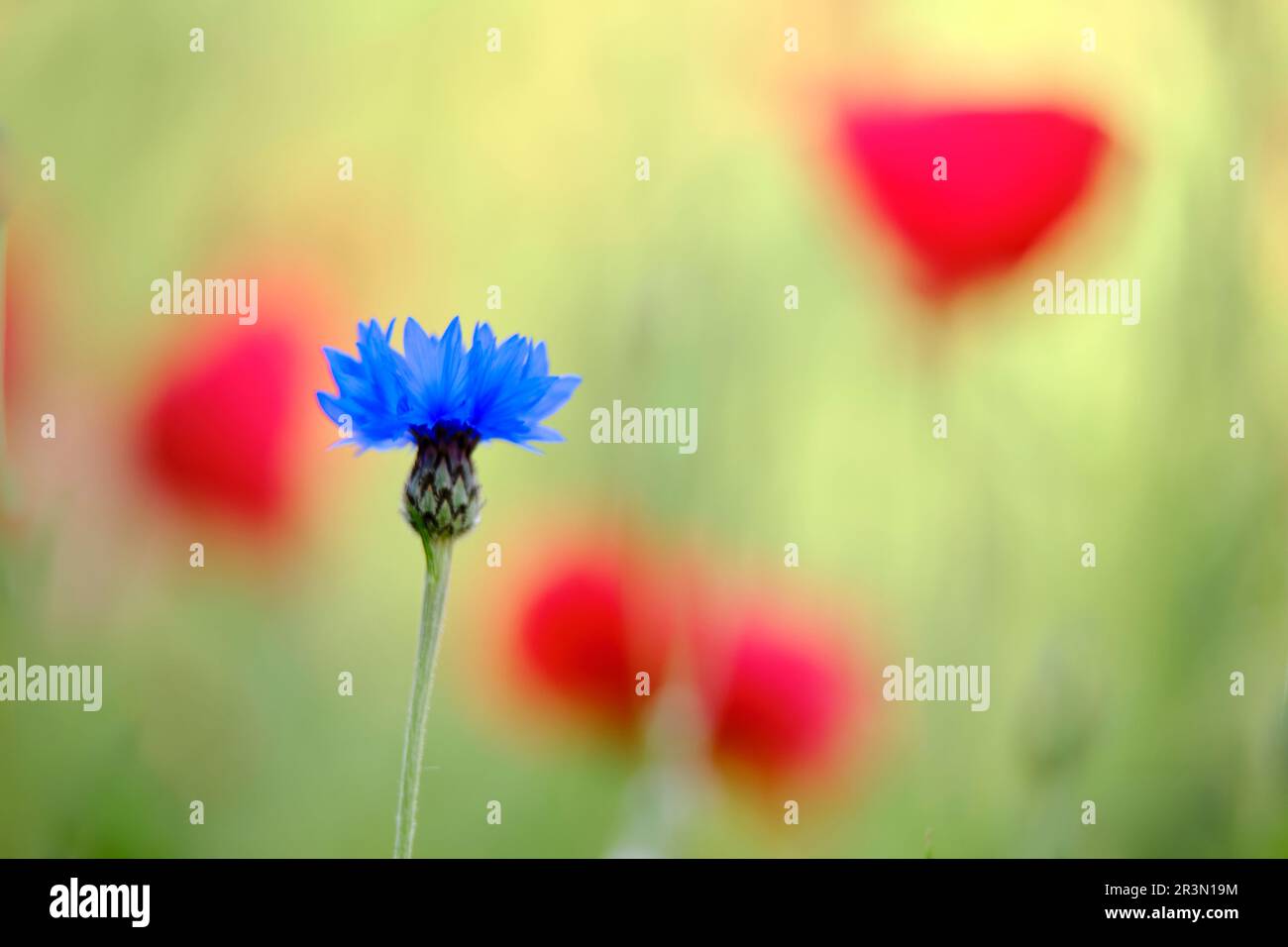 Spring flowers painting field hi-res stock photography and images - Alamy