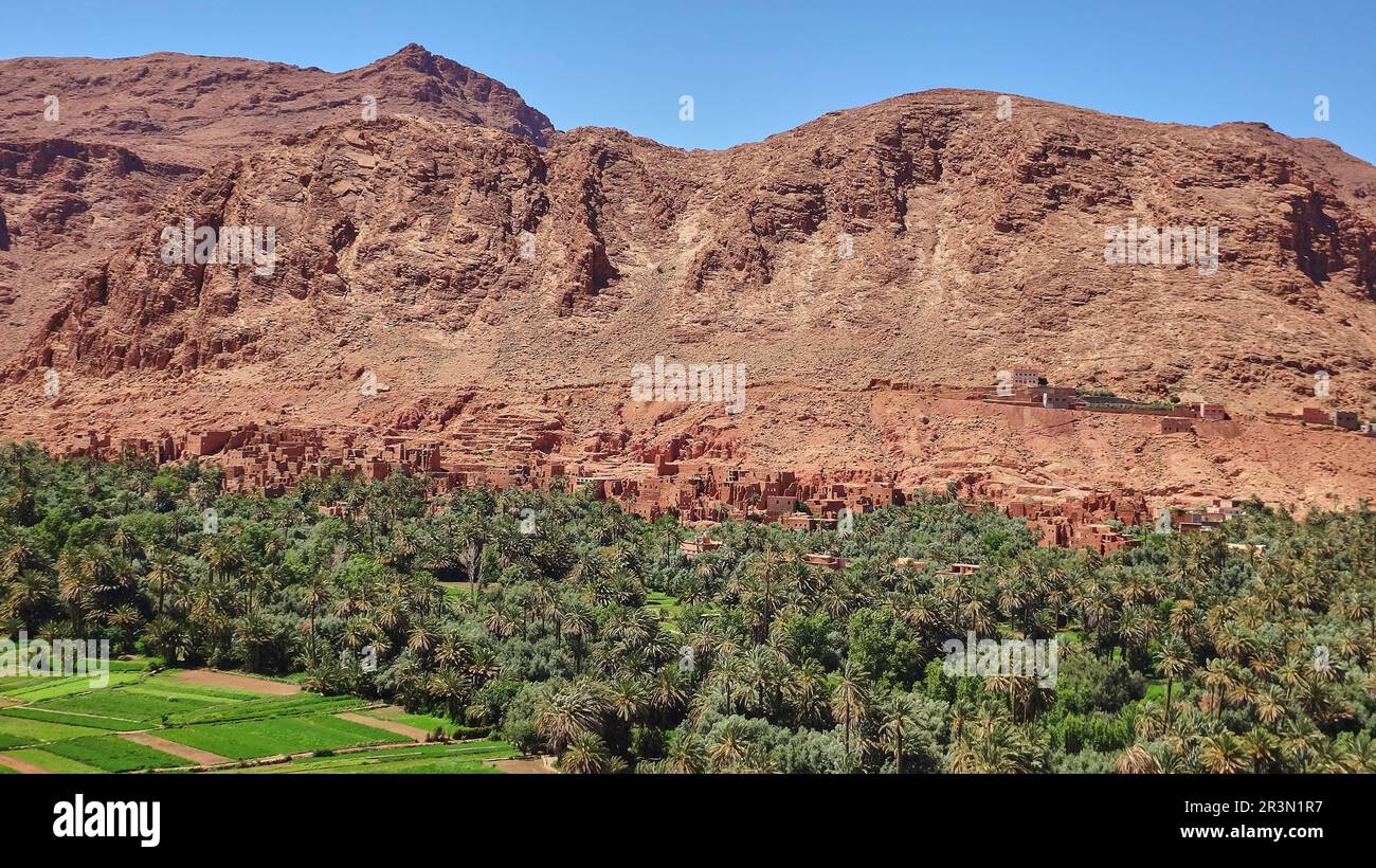 Beautiful desert Oasis in Morocco with lush and green date palm trees ...