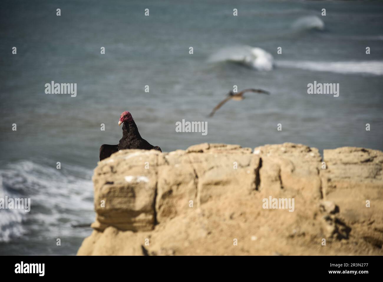 Nicolas Remene / Le Pictorium - El Nino phenomenon on the northern ...