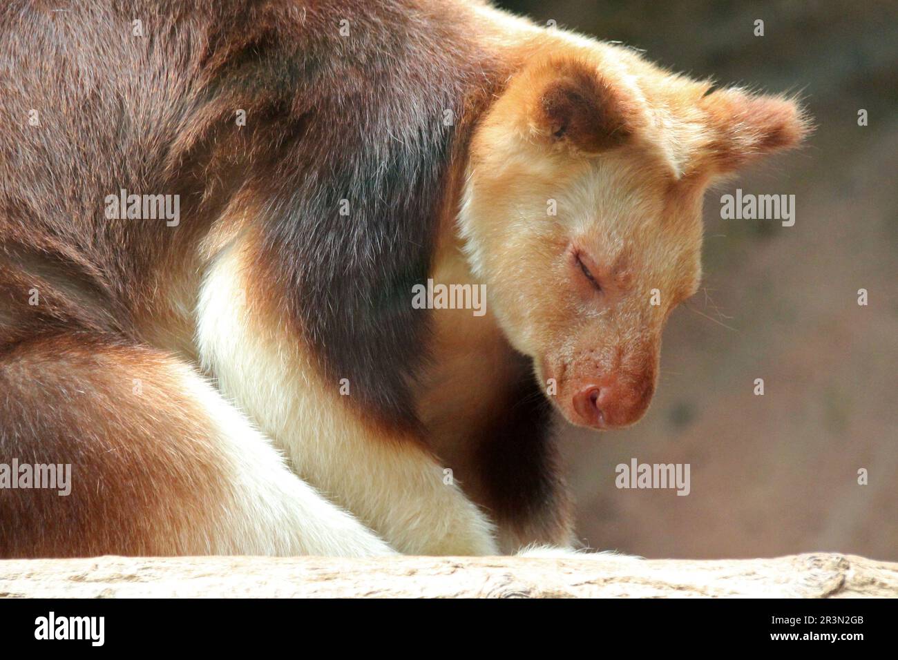 tree kangaroo in a zoo in france Stock Photo - Alamy
