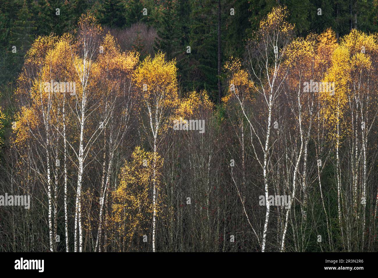 Silver birch trees in spring hi-res stock photography and images - Alamy