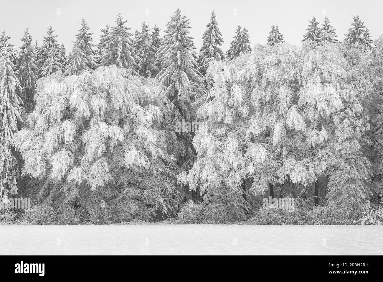 Forest edge with two big hardwoods and multiple conifers trees covered ...