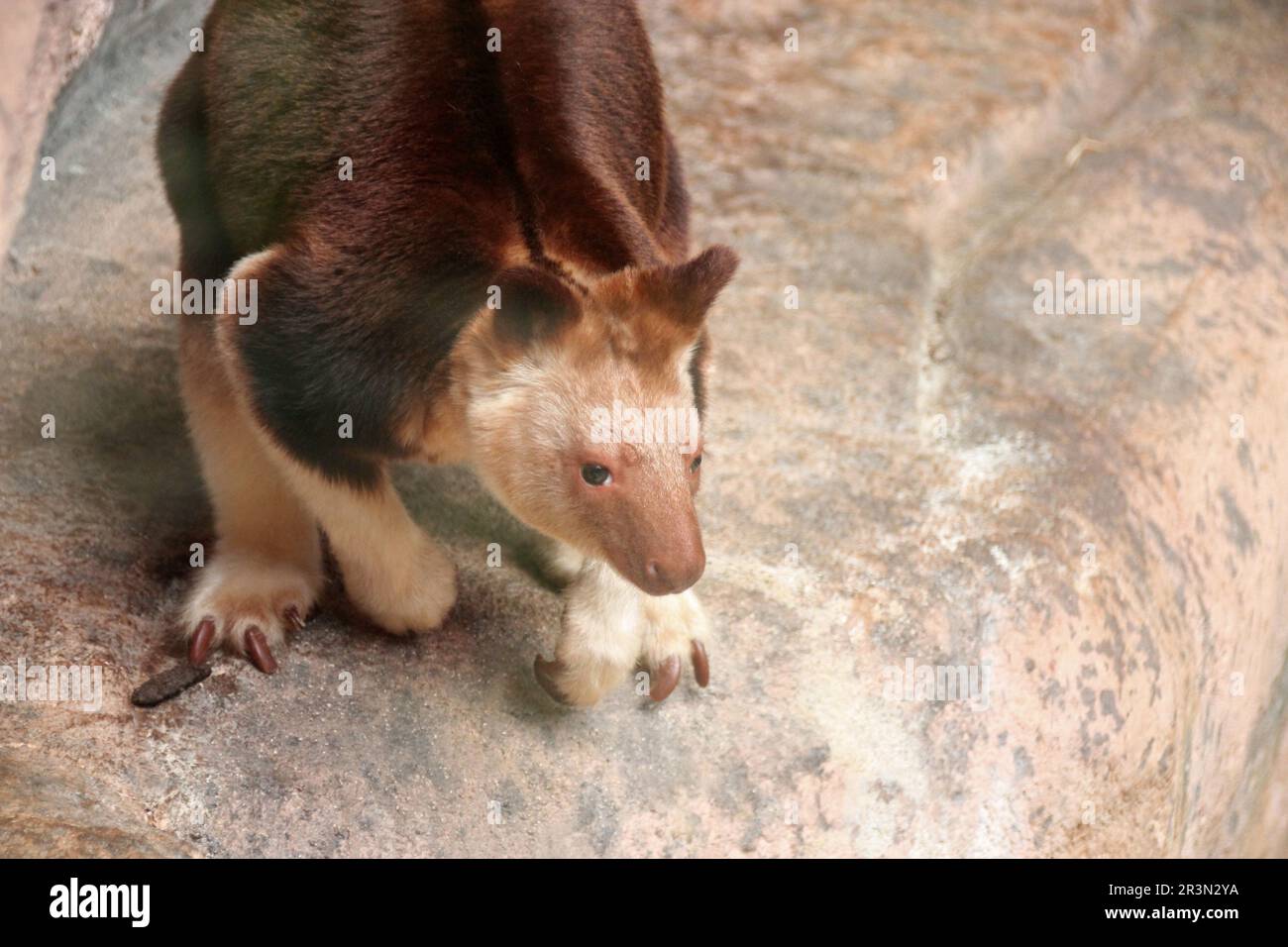 tree kangaroo in a zoo in france Stock Photo - Alamy