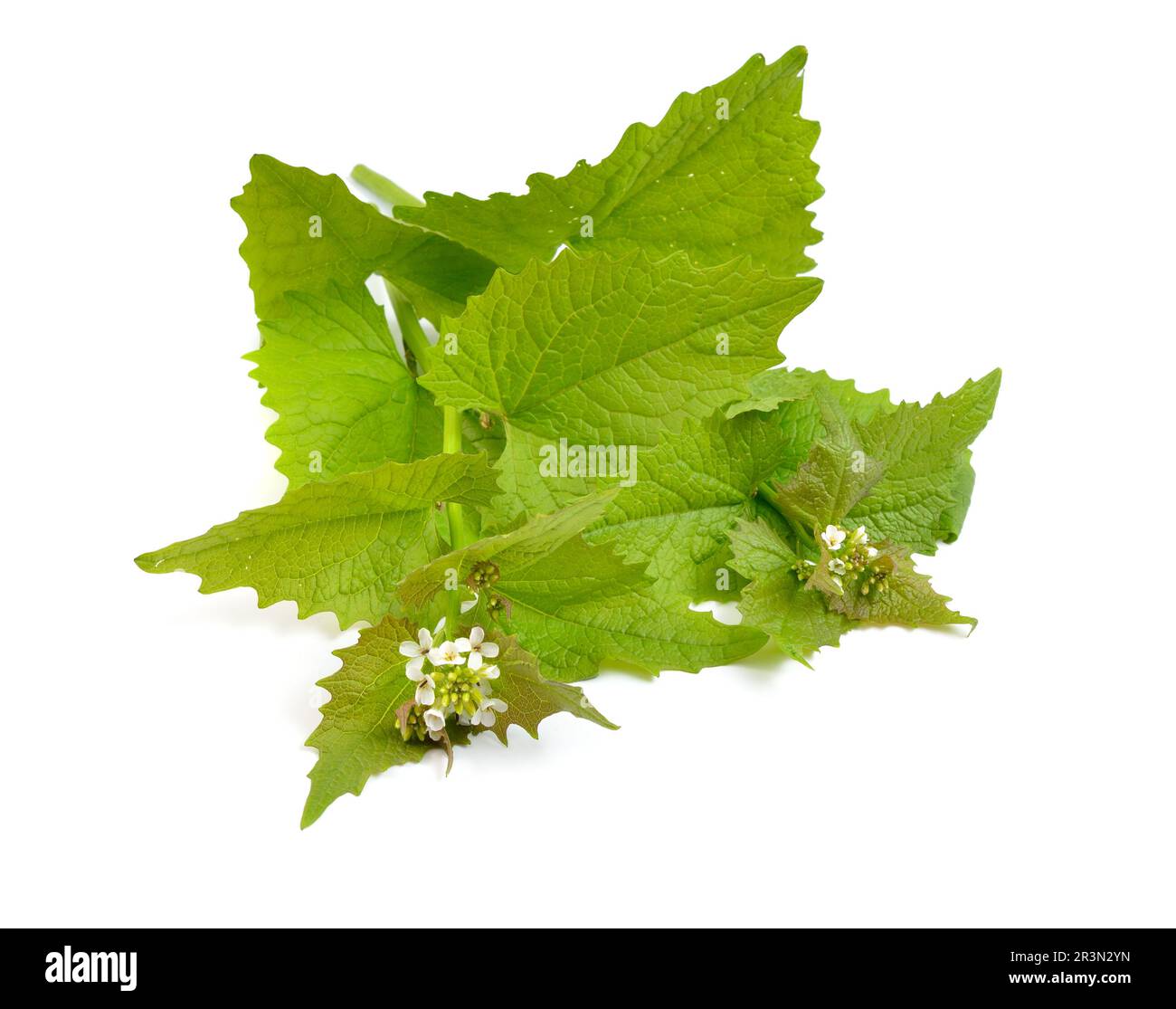 Alliaria petiolata, or garlic mustard isolated on white background ...