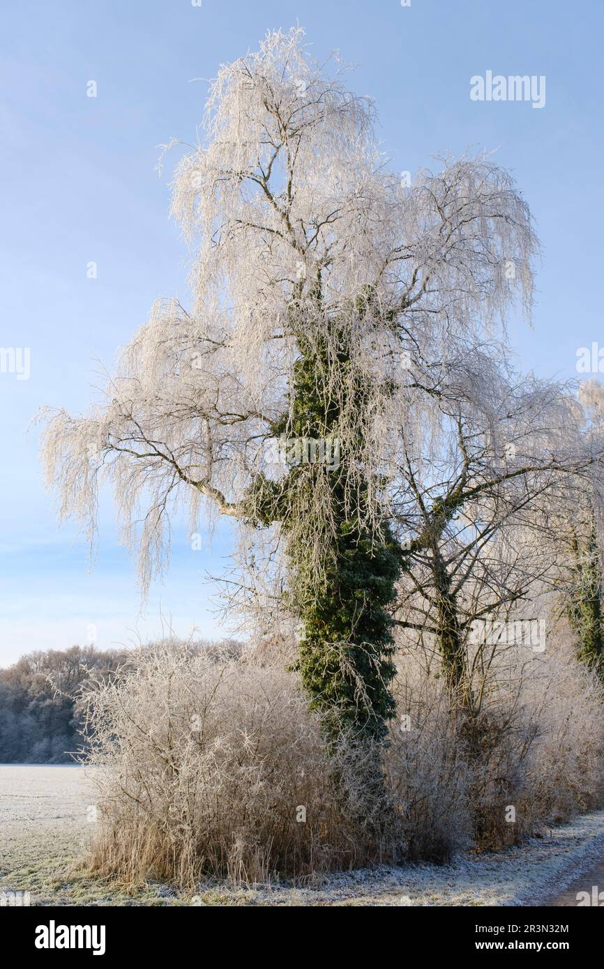 White frost hi-res stock photography and images - Alamy