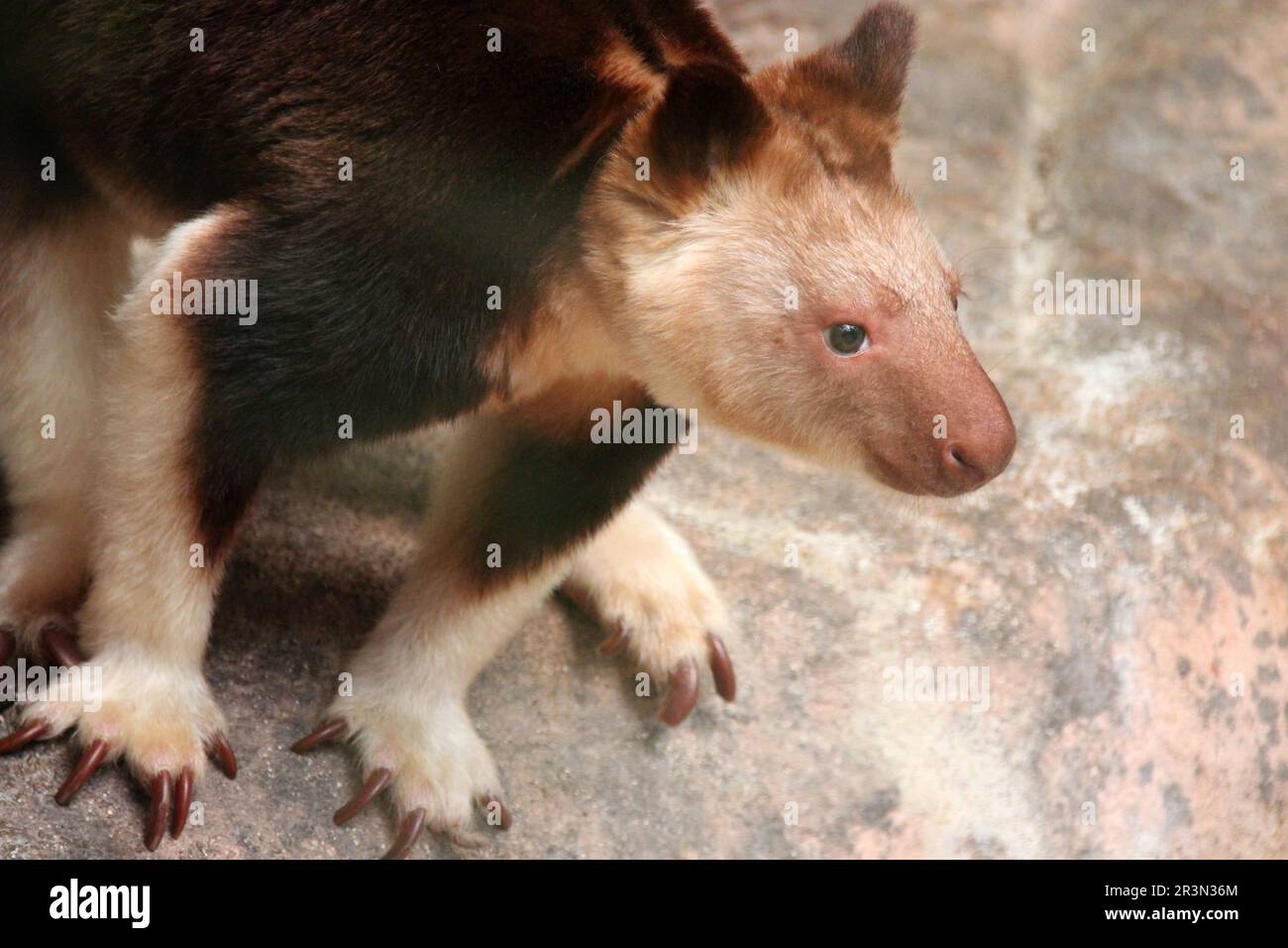 tree kangaroo in a zoo in france Stock Photo - Alamy
