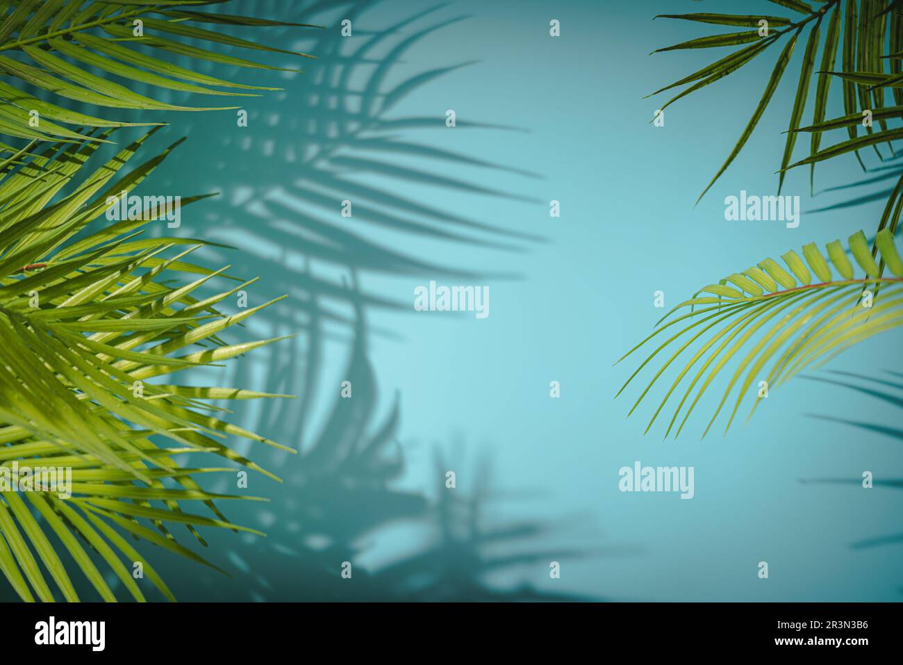 background with palm shadow Stock Photo - Alamy