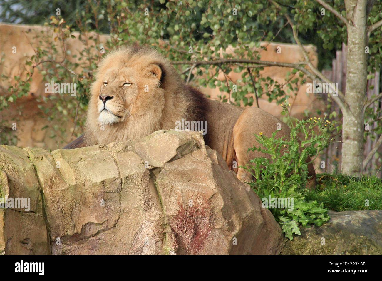 lion in a zoo in france Stock Photo - Alamy