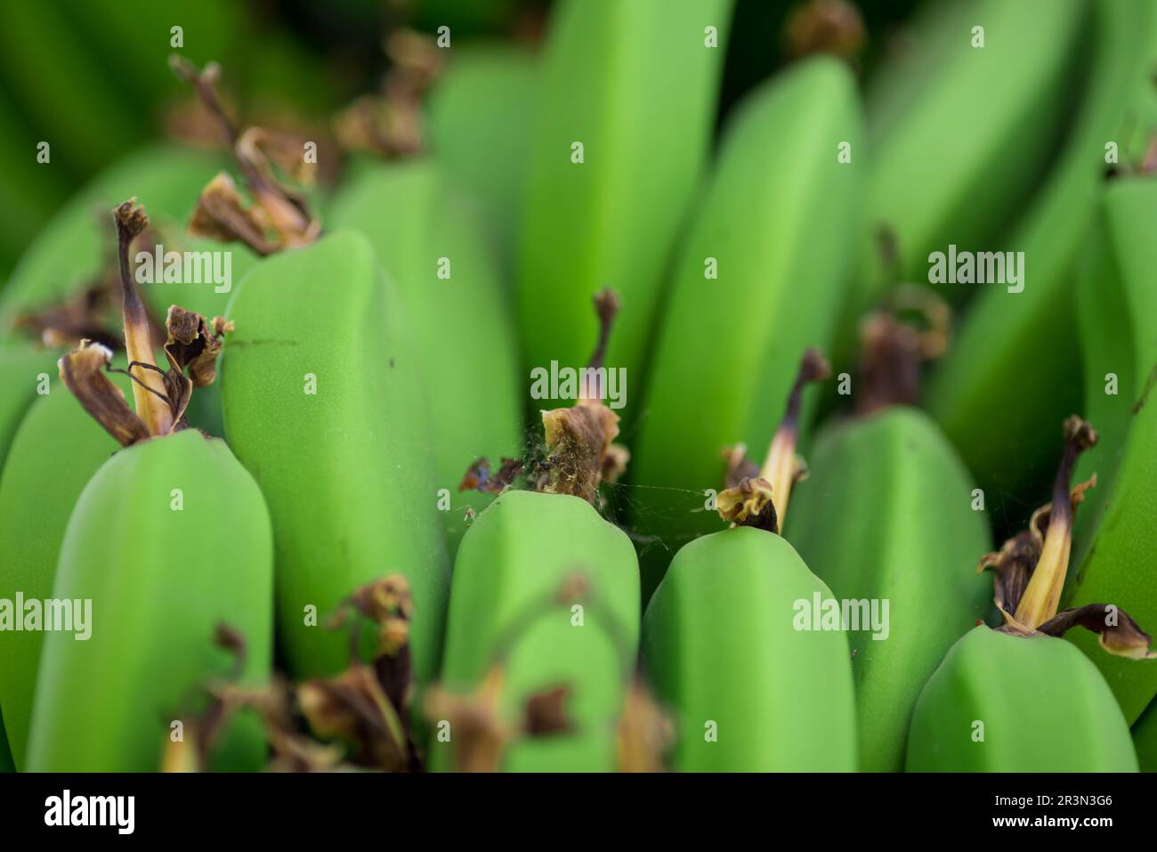Closeup bananas hi-res stock photography and images - Alamy