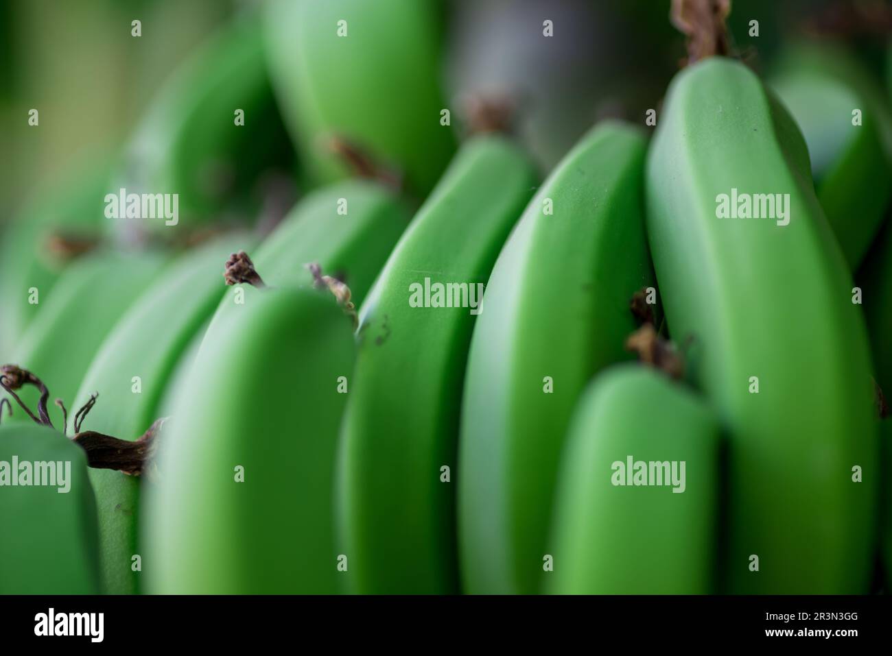 Closeup bananas hi-res stock photography and images - Alamy