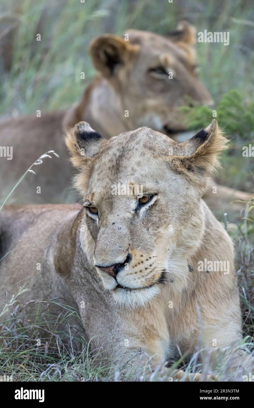 heads of two lions in tall grass at shrubland, shot in bright summer ...