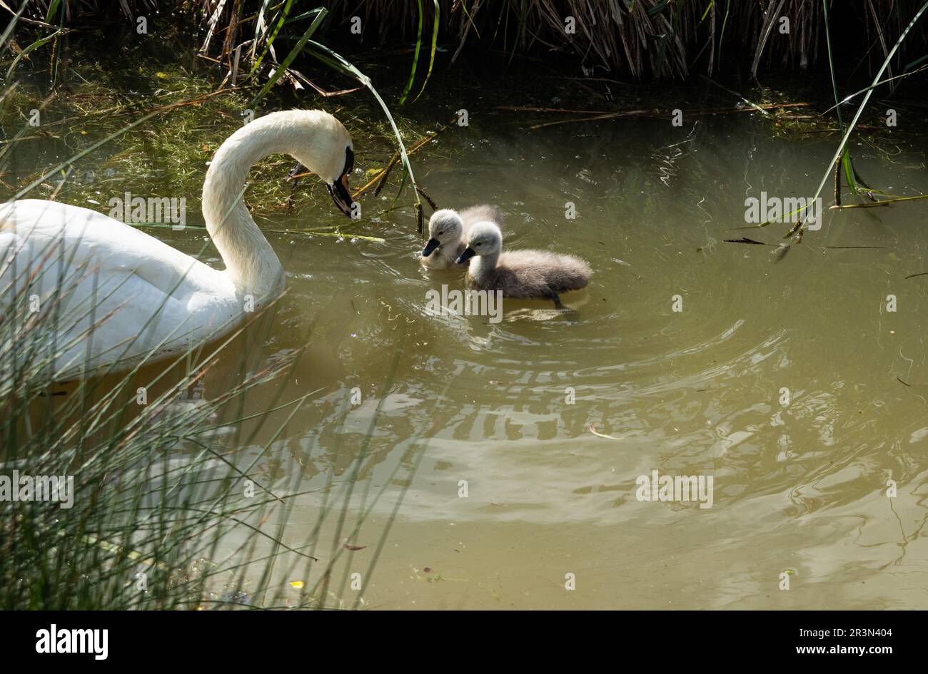 Two small cute very young cygnets looking at their mother swan in muddy ...