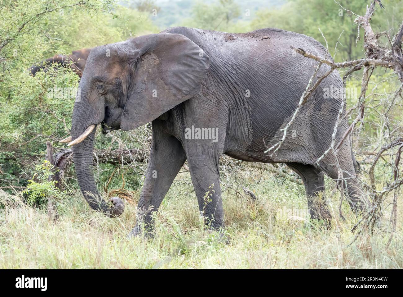 female elephant in shrubland thick vegetation at wild countryside, shot ...