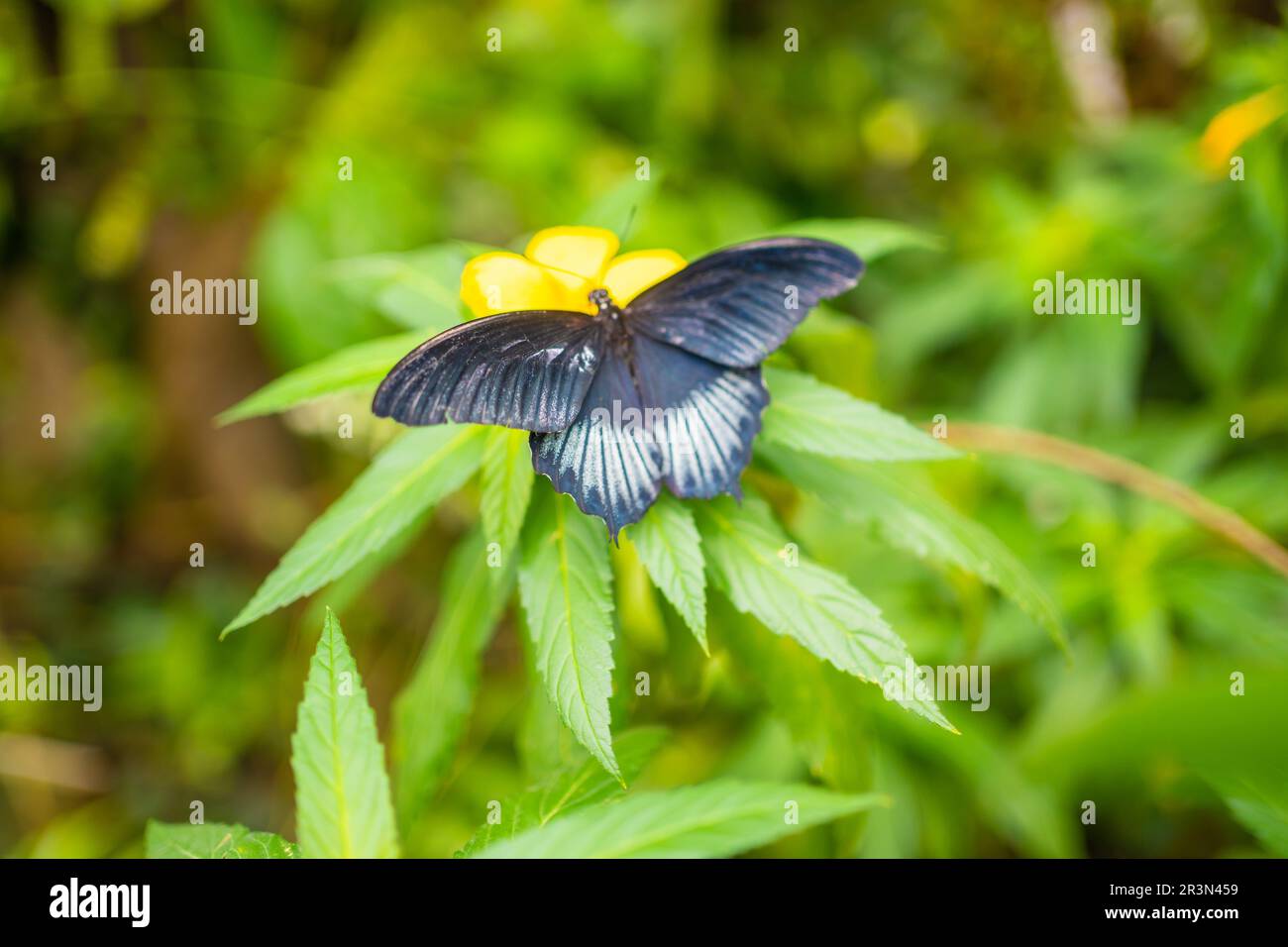 Beautiful butterfly in tropical forest of Botanic Garden in Prague ...