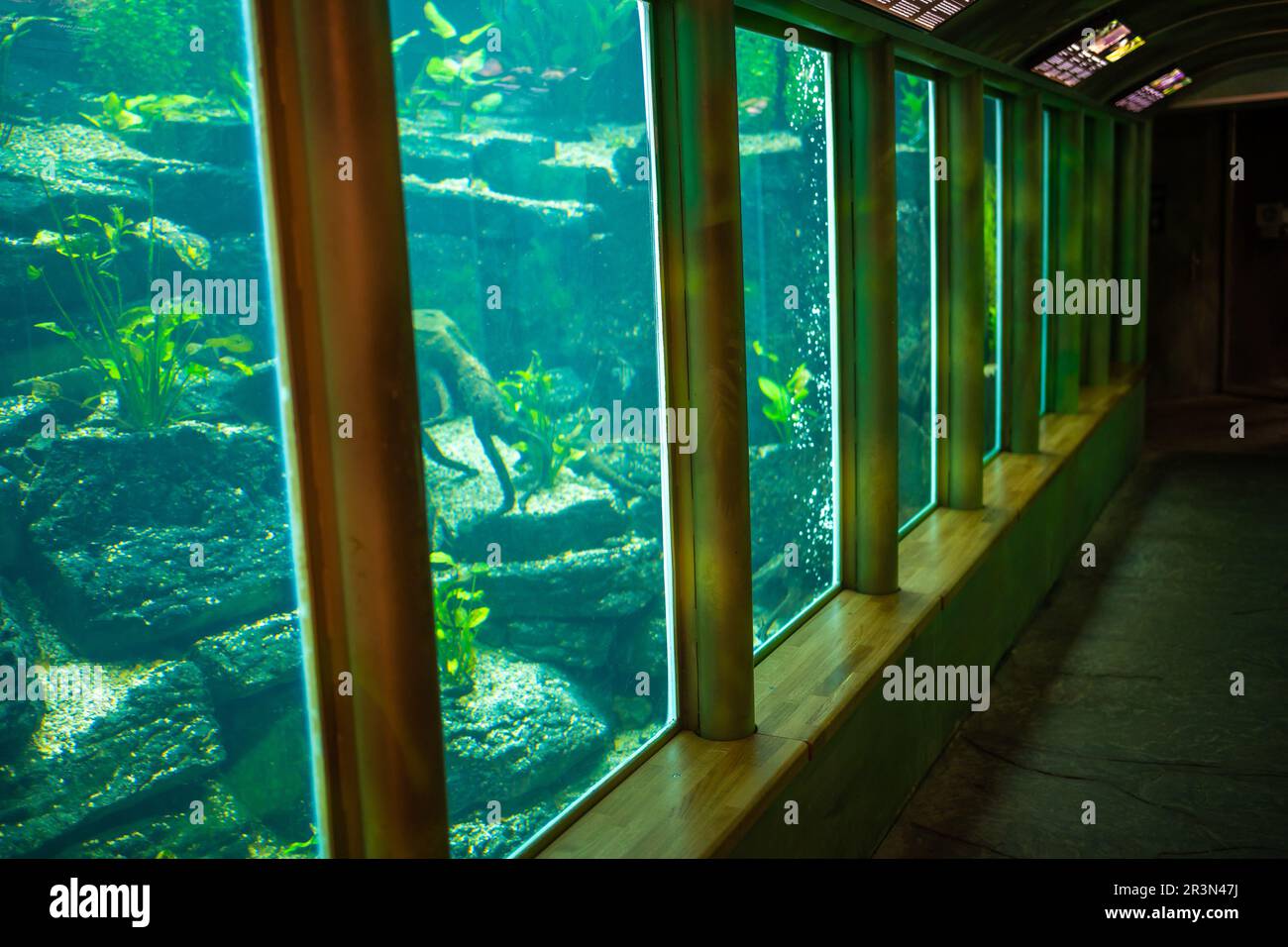 Botanic fish hi-res stock photography and images - Alamy